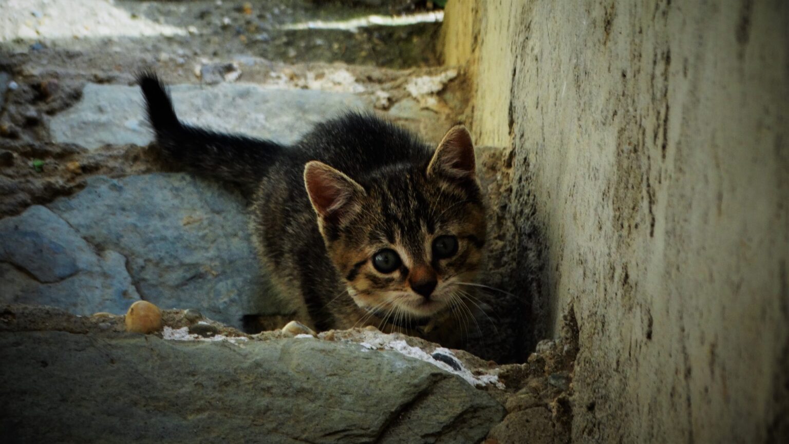 Animaux perdus et trouvés | Ville de Mercier